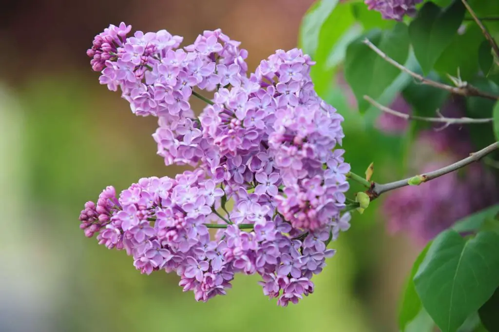 20 Flowers That Mean Love at First Sight