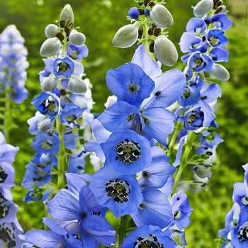 10 Reasons to Love July Birth Flowers: Larkspur and Water Lily