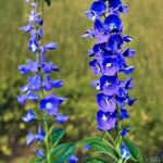 10 Reasons to Love July Birth Flowers: Larkspur and Water Lily