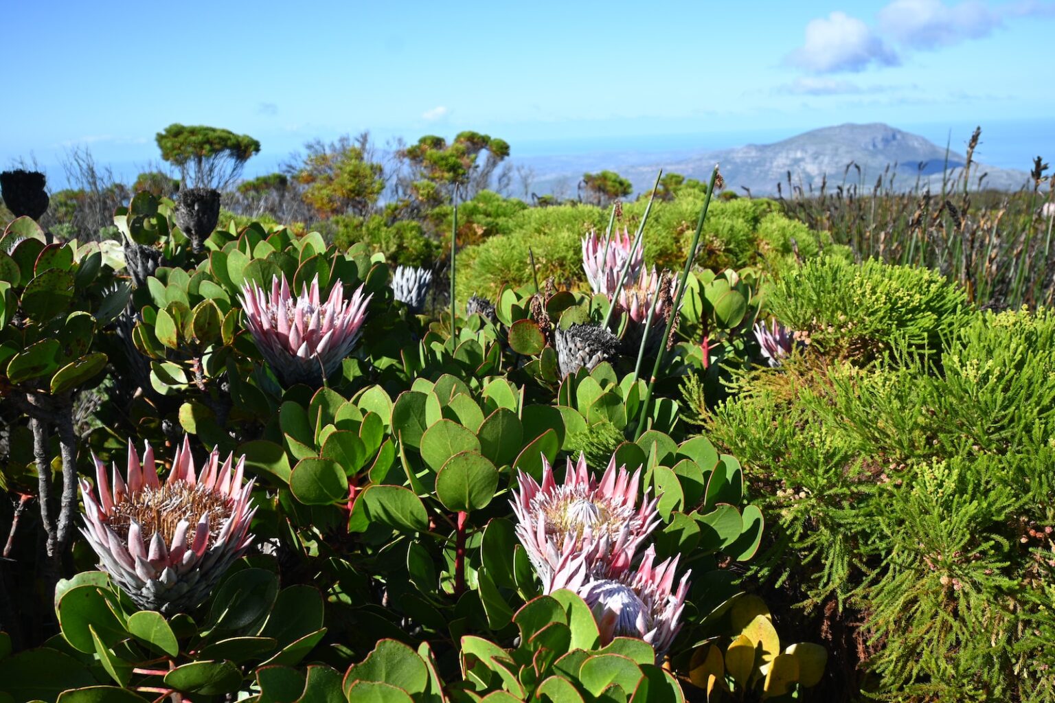King Protea: Care, Benefits, Lifespan, Uses, Propagation, Smell, Growth ...