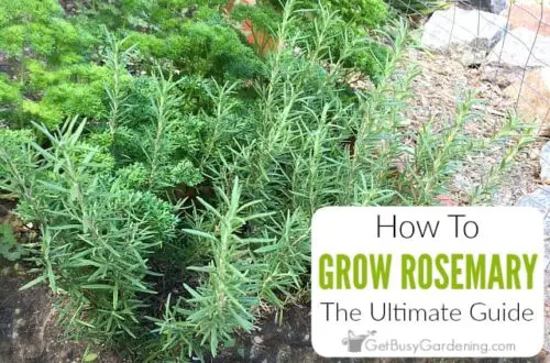 Rosemary Propagation : A Complete Guide to Growing Your Own Rosemary