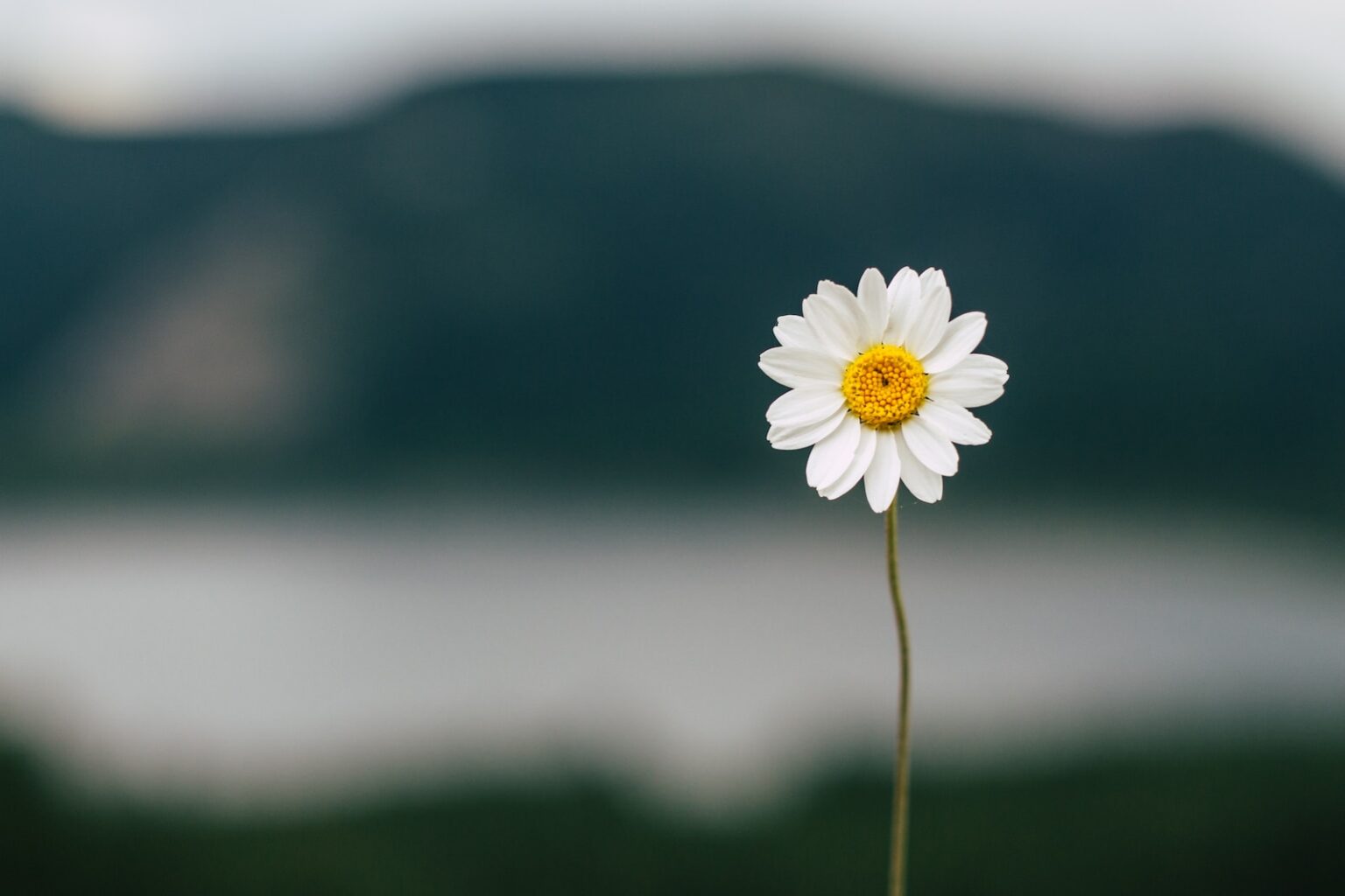 31 Flowers That Represent Friendship