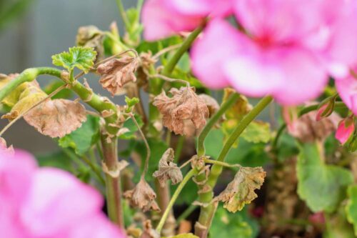 Why are My Geranium Leaves Turning Yellow (8 Reasons & Fix)