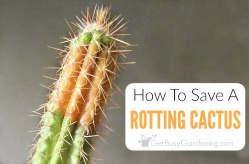 Why Is My Cactus Squishy? (10 Reasons And How to Fix Them)