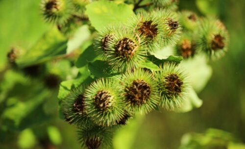 10 Types Of Stickers In Grass And How Do You Get Rid Of Them