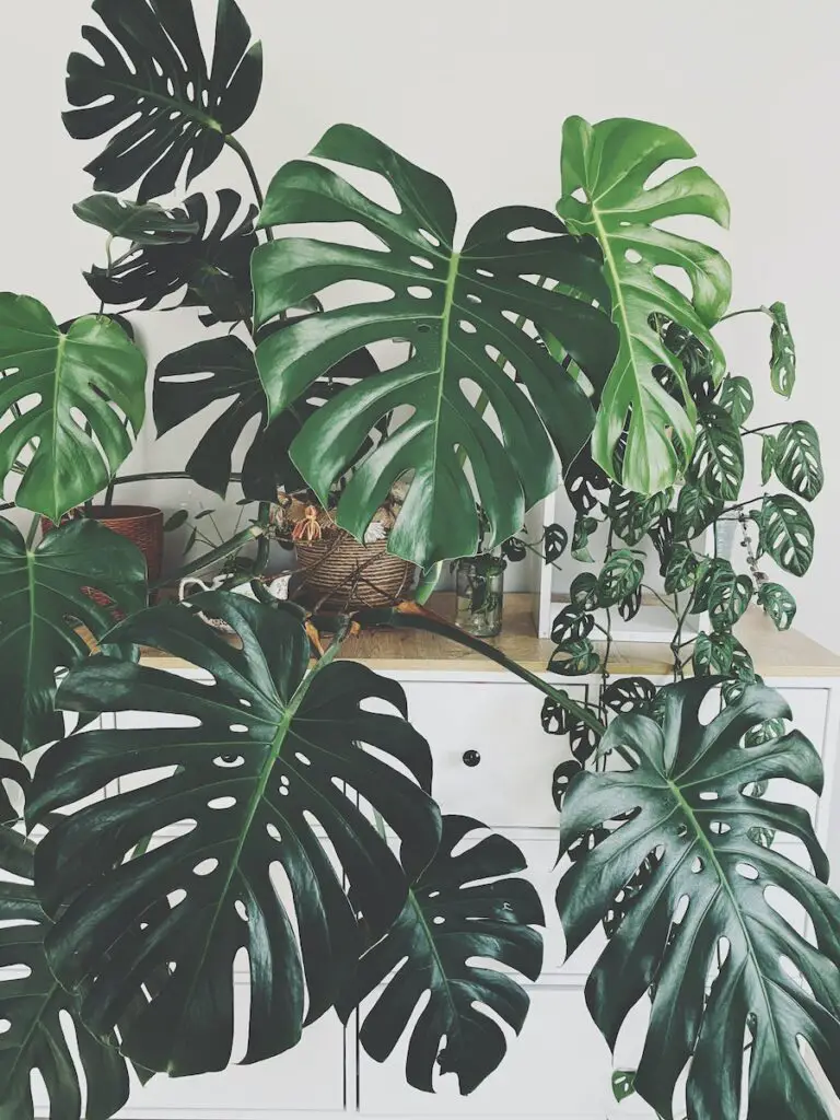 Plant Leaves Splitting: 10 Reasons Why & How to Fix It