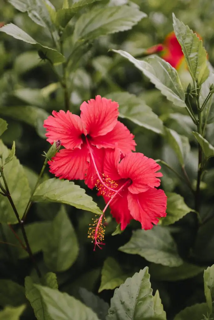 10 Reasons Why Your Hibiscus Leaves Are Turning Yellow