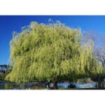 16 Spectacular Facts About Weeping Willow Trees