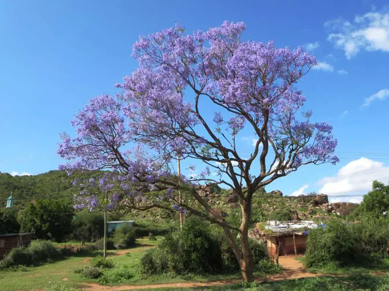 Jacaranda Tree Spiritual Meaning - What Does It Symbolize?