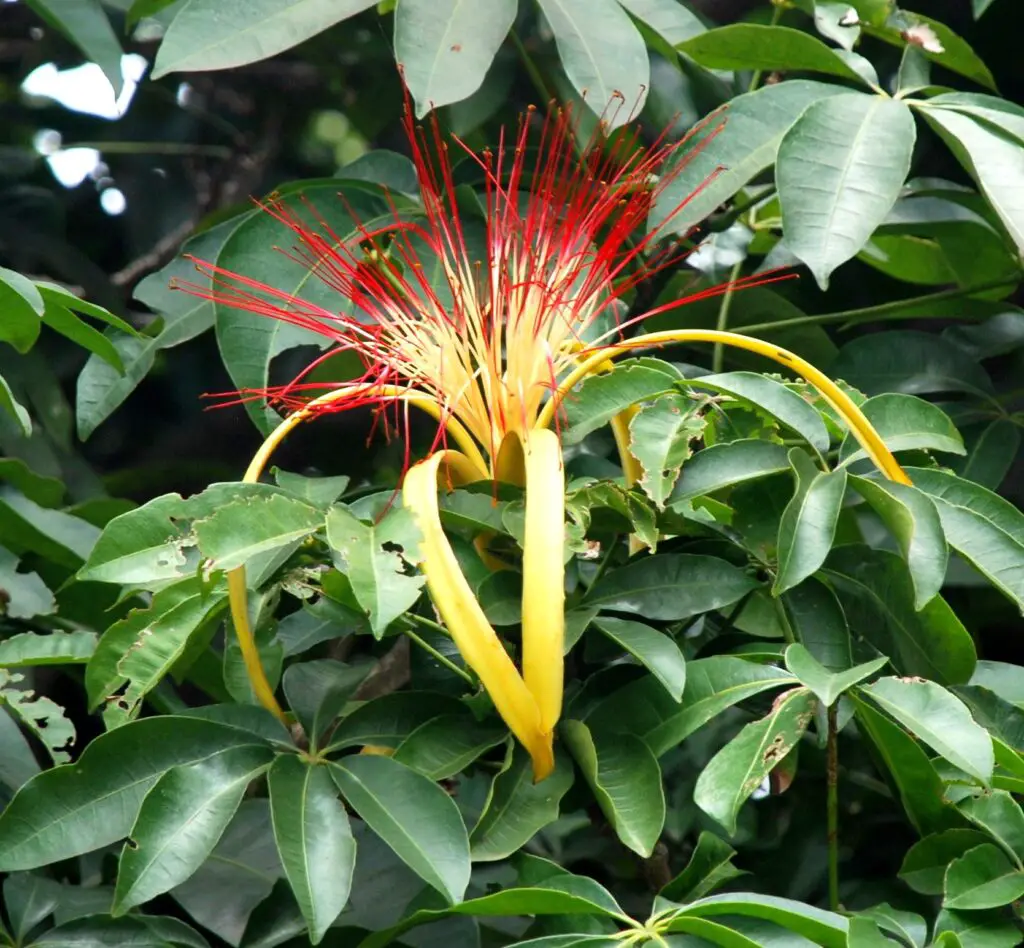 8 Leaves Money Tree Meaning