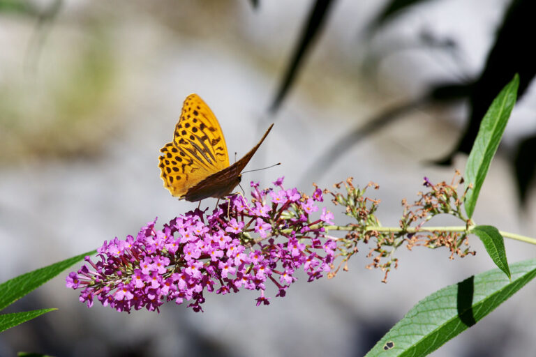 How to Prune a Butterfly Bush - 9 Easy Steps (Why & When To Trim)
