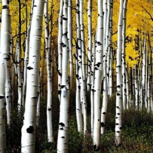 10 Breathtaking Fun Facts About Aspen Trees