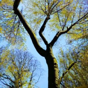 10 Mind-Blowing Facts About Ginkgo Tree