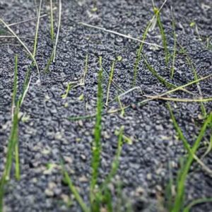 Grass Growing on Concrete: Get Rid Of It, All You Need to Know