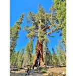 Why are Sequoia Trees Important to Protect?