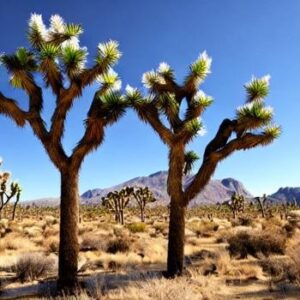 Do Joshua Trees Grow Anywhere Else? - Mojave Desert