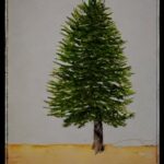 16 Interesting Facts About Pine Tree