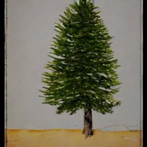 16 Interesting Facts About Pine Tree