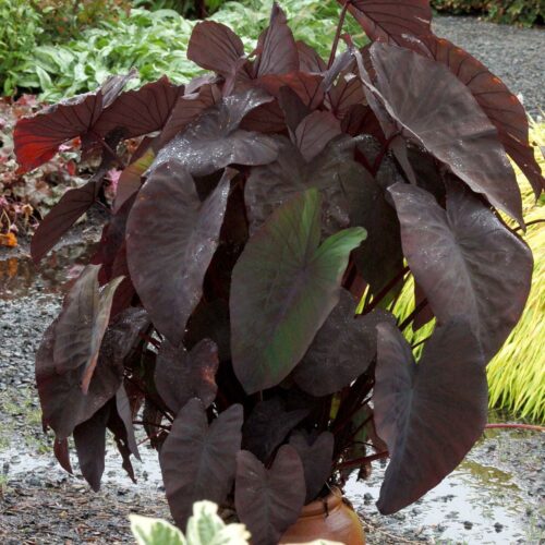 Black Elephant Ear Plant (Colocasia Esculenta ‘Black Magic’): How to ...