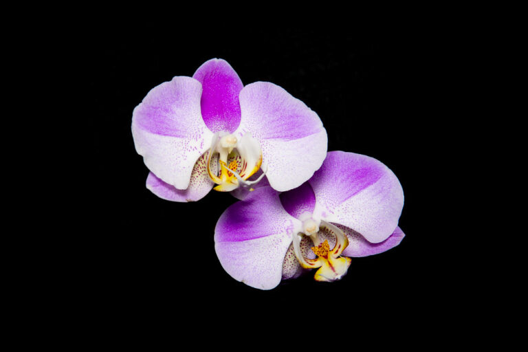 31 Flower Meaning Love and Loyalty
