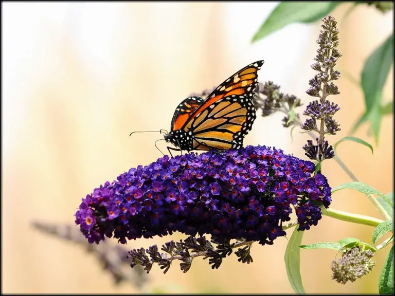 How to Prune a Butterfly Bush - 9 Easy Steps (Why & When To Trim)