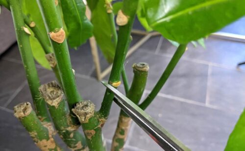 Cutting Money Tree Trunk - How to Regrow & Make It Taller