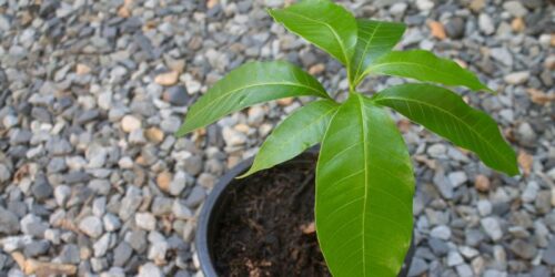 Mango Tree Growth Stages