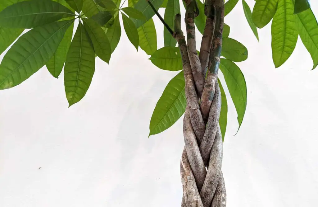 Money Tree Too Tall And Skinny - How to Fix It