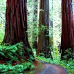 20 Interesting Facts About Redwood Trees