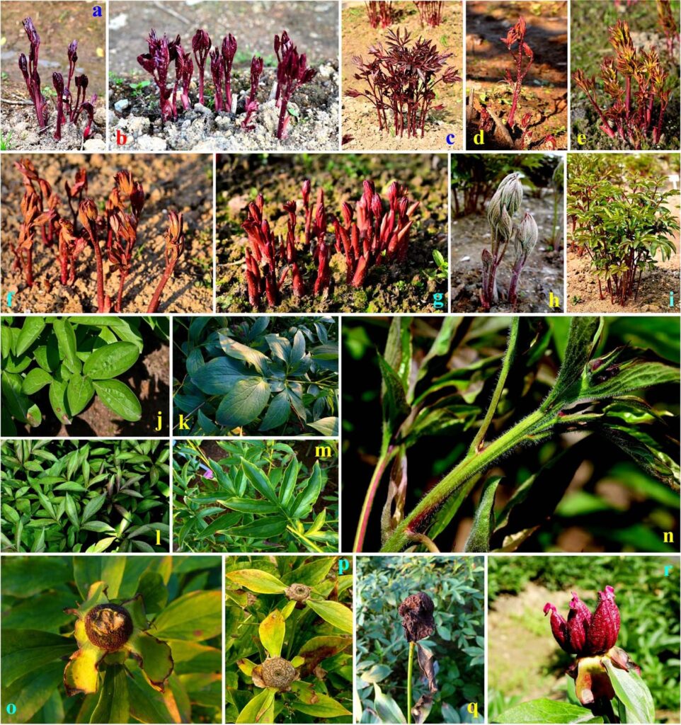 Sprouting Peony Growth Stages