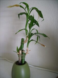 Exploring the Meaning Behind 8 Stalks Lucky Bamboo