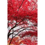 Brandywine Maple Tree Pros And Cons - 7 Facts You Need to Know