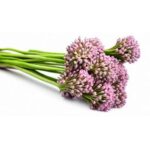 Garlic Plant Flowers - What Does It Mean, When to Bloom?