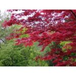 Celebration Maple tree Pros and Cons - Lotusmagus