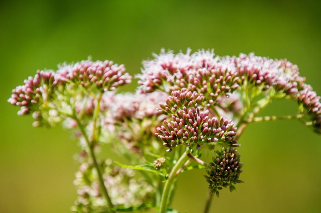 As 19 principais flores que significam felicidade e amor