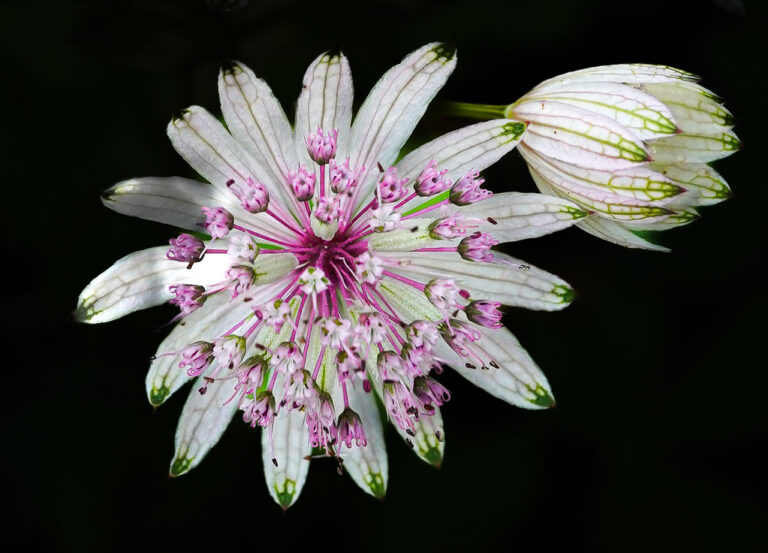 30 Bunga Teratas Yang Melambangkan Kekuatan