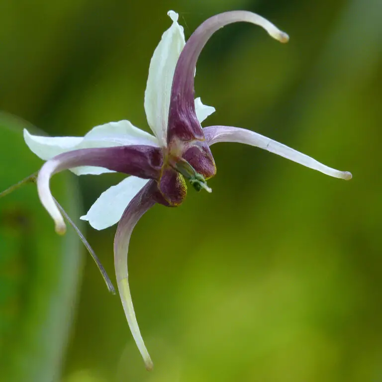 Top 30 Flowers That Symbolize Strength