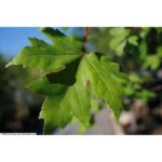 Celebration Maple vs. Autumn Blaze Maple: A Comprehensive Guide