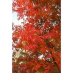 Red Push Pistache vs. Chinese Pistache: A Friendly Comparison