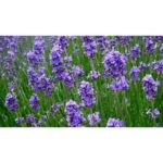 31 Flowers That Represent Friendship