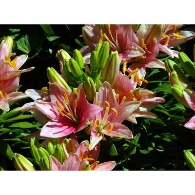 30 Flowers That Mean I Miss You