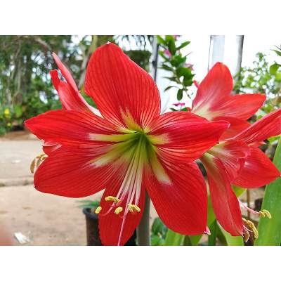 30 Flowers That Mean I Miss You
