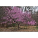 Eastern Redbud Tree Pros and Cons - 20 Facts You Need to Know