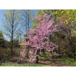 Eastern Redbud Tree Pros and Cons - 20 Facts You Need to Know