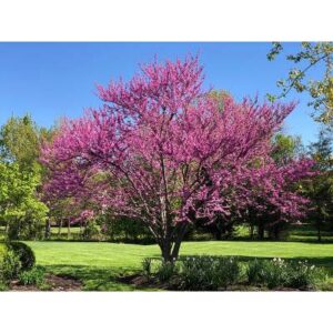 Eastern Redbud Tree Pros and Cons - 20 Facts You Need to Know