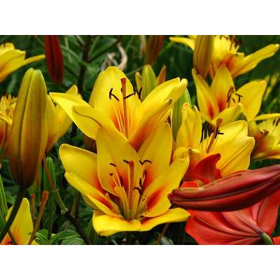 30 Flowers That Mean I Miss You