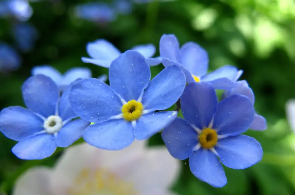 20 flores que significan amor a primera vista