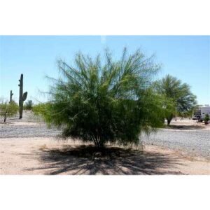 10 Fun Facts About Palo Verde Trees: Desert Beauties