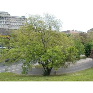 Japanese Pagoda Tree Pros and Cons - 12 Facts You Should Know