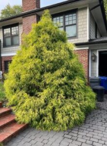 Gold Mop Cypress Pruning: A Complete Guide for Lush Gardens